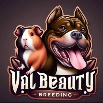 bienvenue a l'Elevage Val Beauty | élevage val beauty